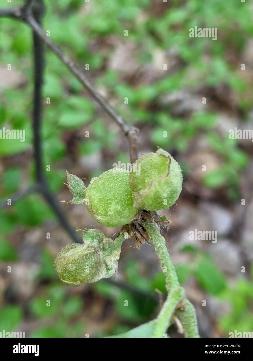 Succulent Oak Gall Wasp (Dryocosmus quercuspalustris Stock Photo - Alamy