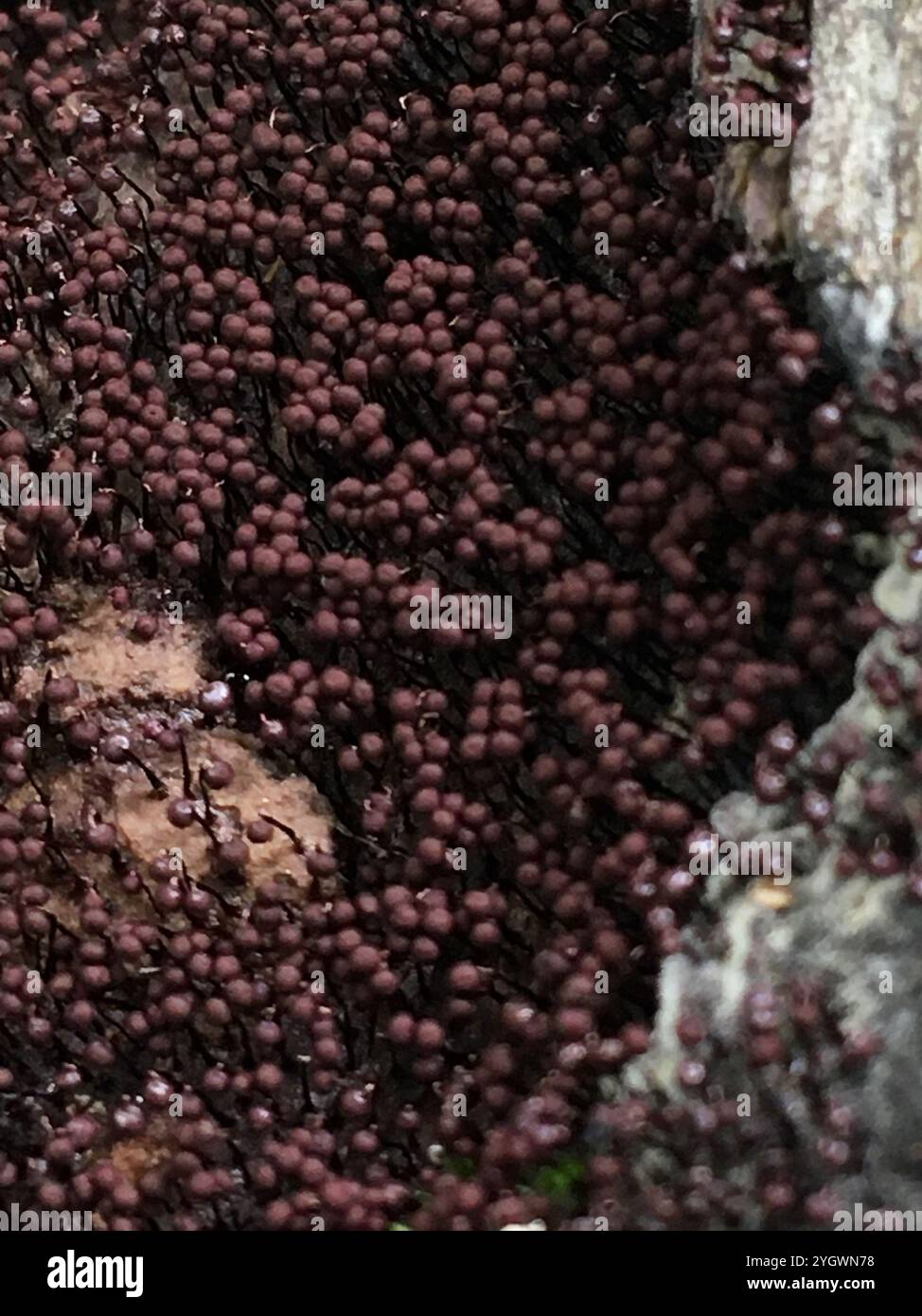 true slime molds (Myxomycetes Stock Photo - Alamy