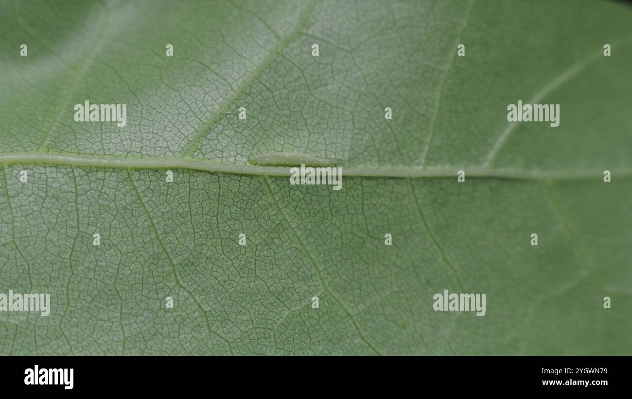 Oak Vein Pocket Gall Midge (Macrodiplosis qoruca Stock Photo - Alamy