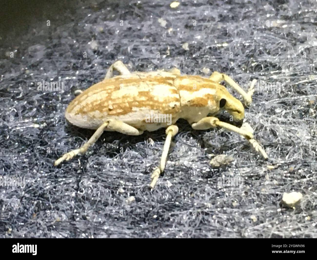 True Weevils (Curculionidae Stock Photo - Alamy