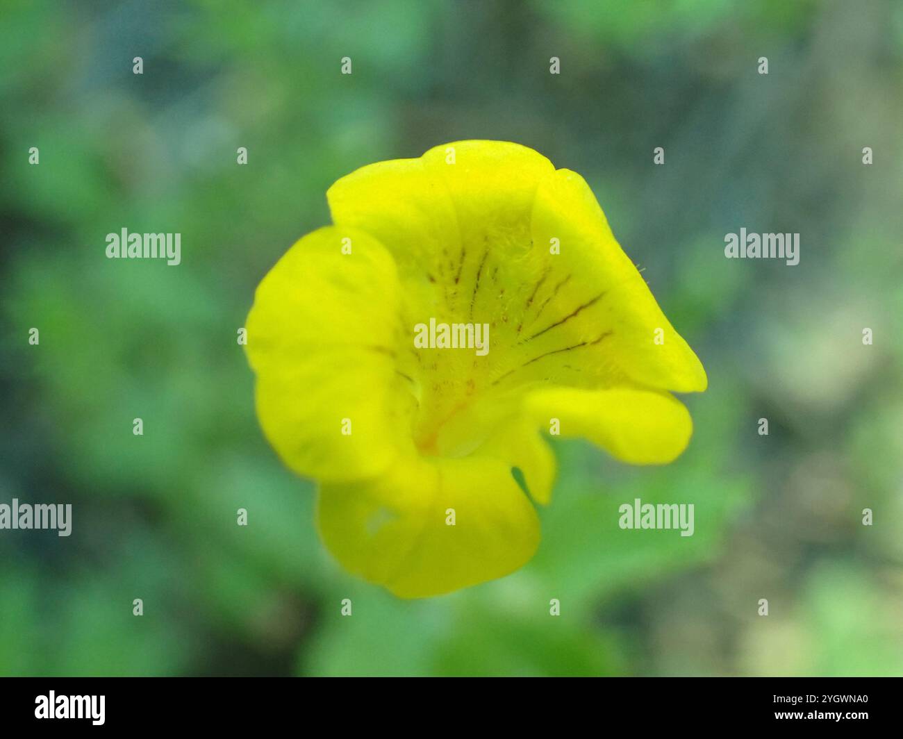 Erythranthe moschata hi-res stock photography and images - Alamy