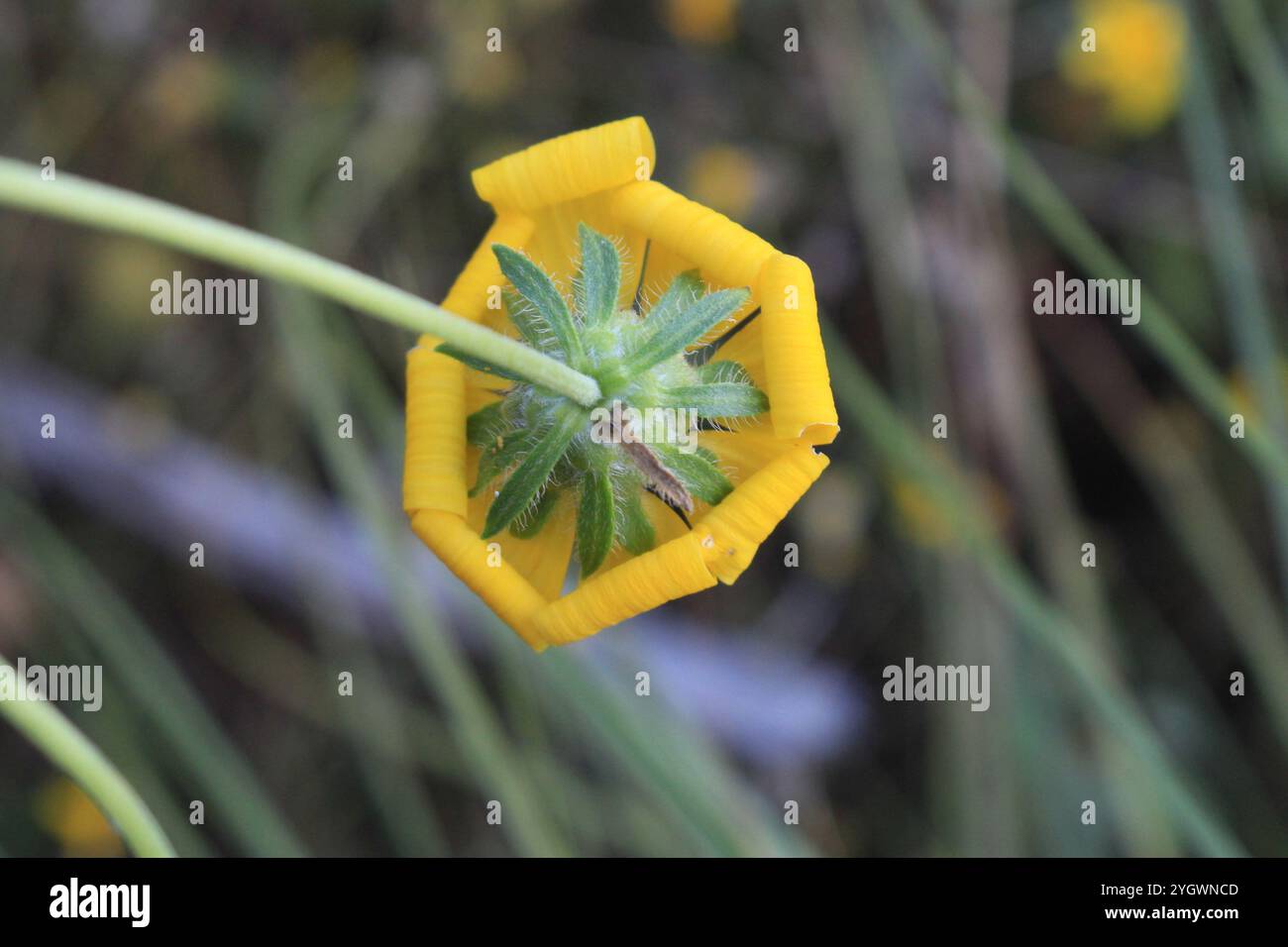 Engelmann daisy hi-res stock photography and images - Alamy