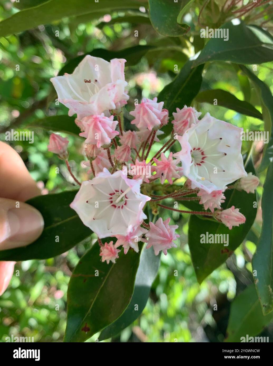 mountain laurel (Kalmia latifolia Stock Photo - Alamy