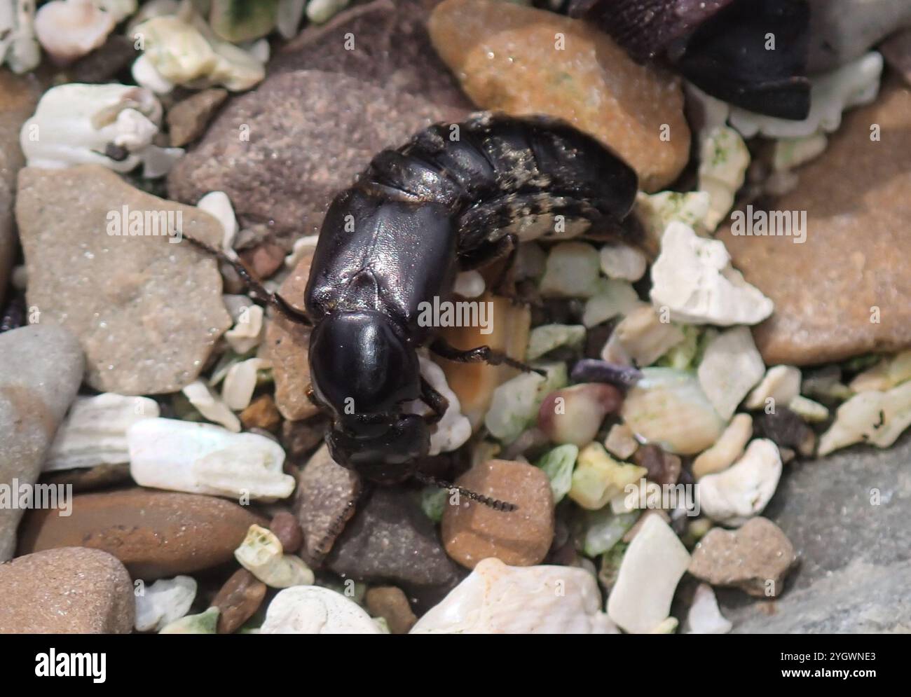 Creophilus hi-res stock photography and images - Alamy