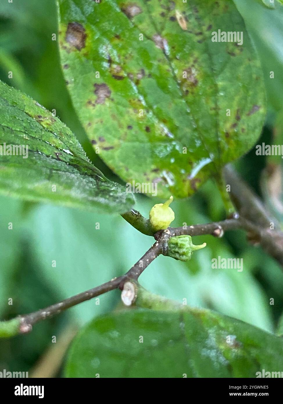 Hackberry Columnar Stem Gall Midge (Celticecis ramicola Stock Photo - Alamy