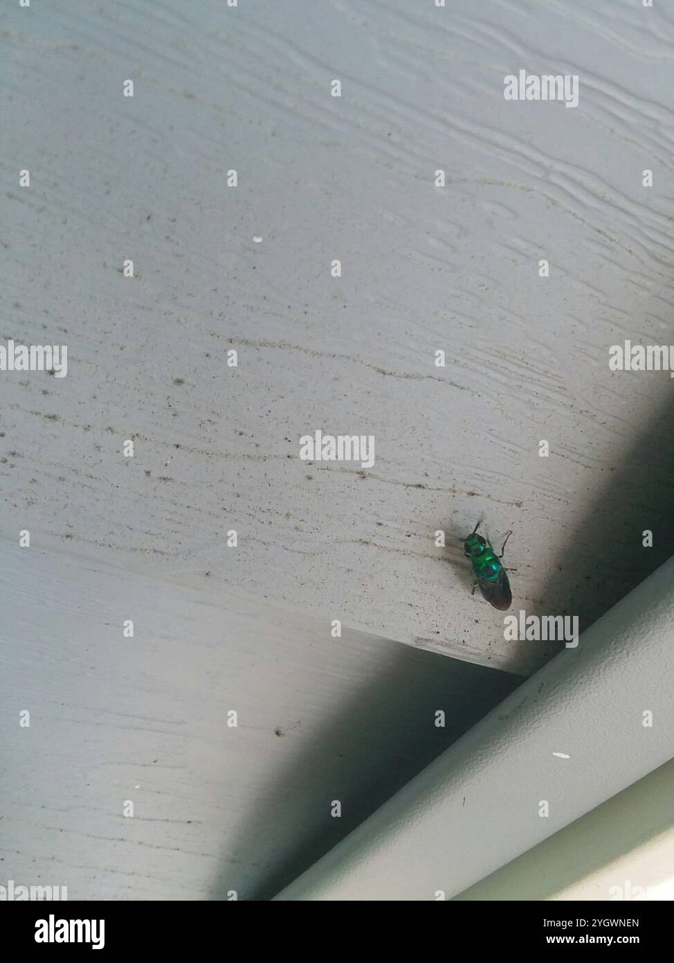 Metallic Bluish-green Cuckoo Wasp (Chrysis angolensis Stock Photo - Alamy