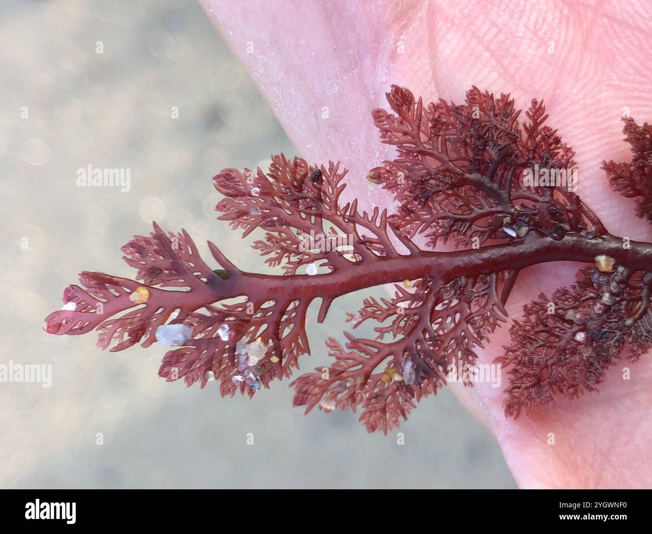Sea Comb (Plocamium cartilagineum Stock Photo - Alamy