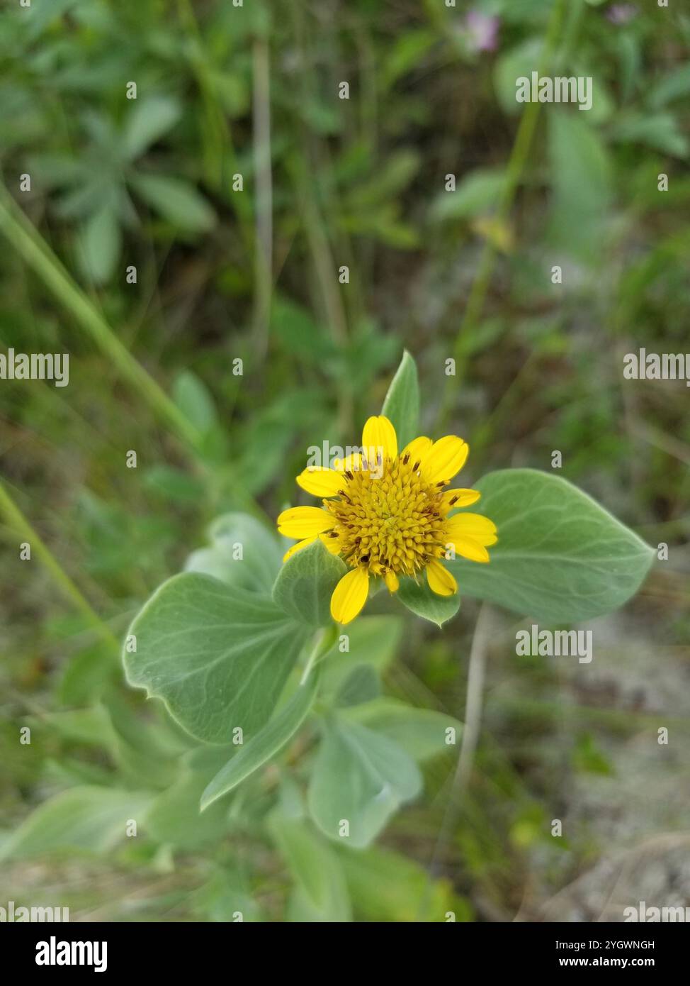 sea ox-eye (Borrichia frutescens Stock Photo - Alamy