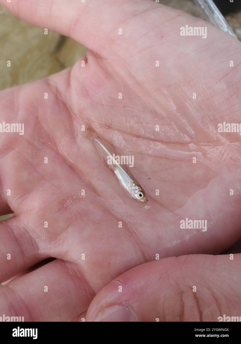 Atlantic silverside hi-res stock photography and images - Alamy