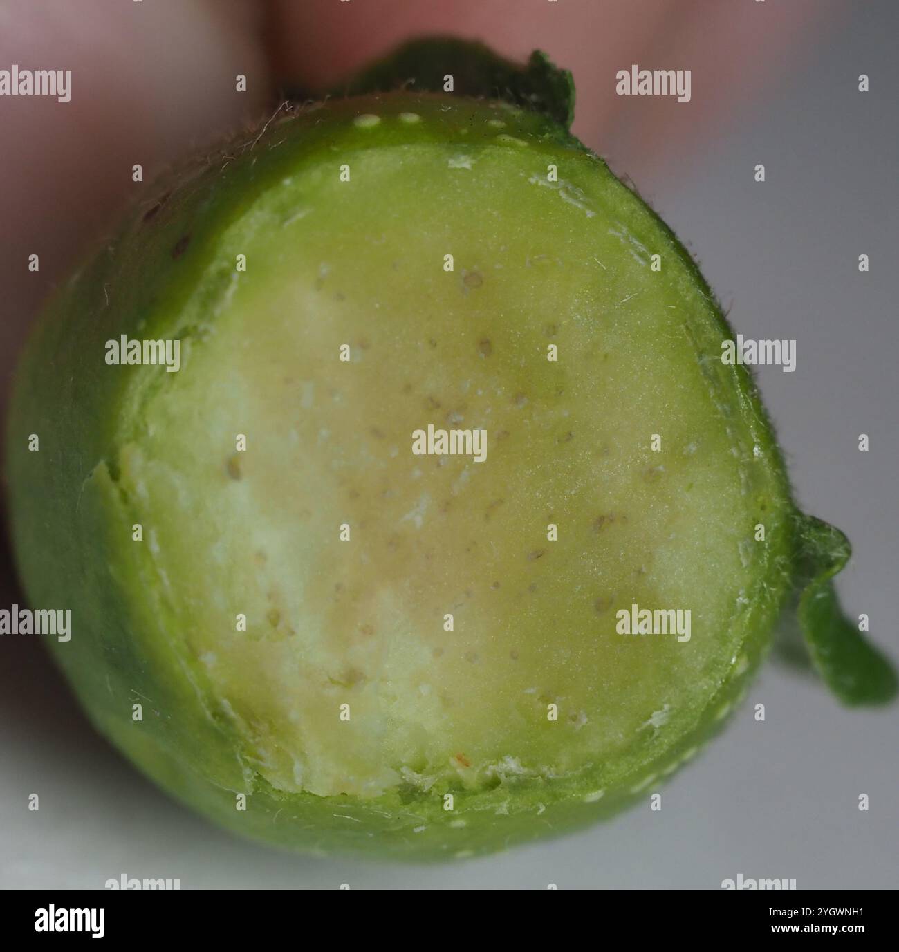 Oak Petiole Gall Wasp (Andricus quercuspetiolicola Stock Photo - Alamy