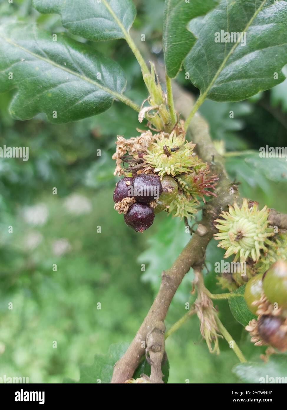 Turkey Oak (Quercus cerris Stock Photo - Alamy