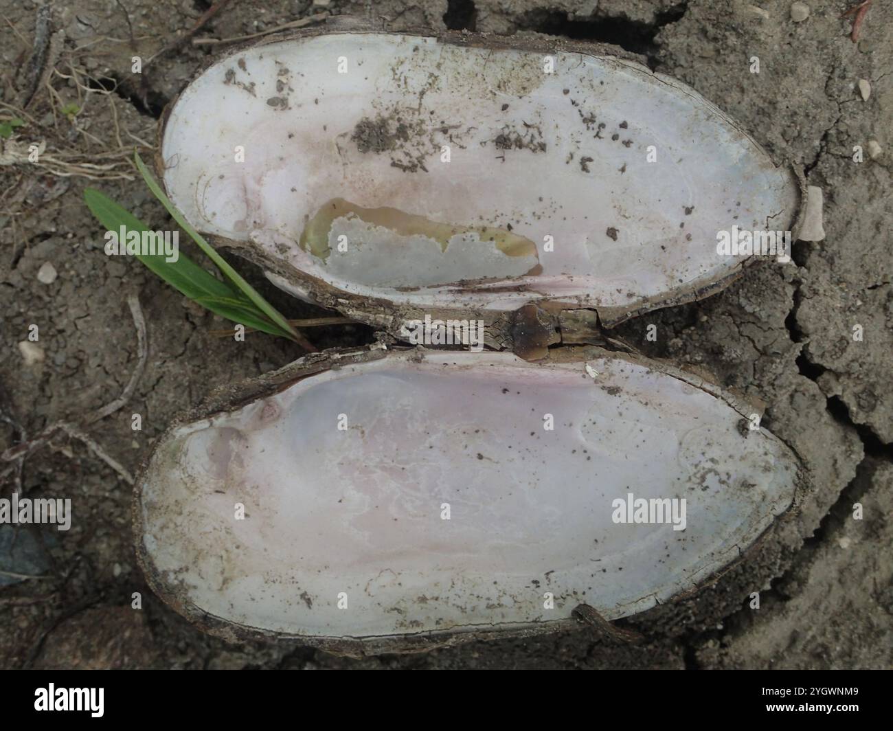 Black Sandshell (Ligumia recta Stock Photo - Alamy