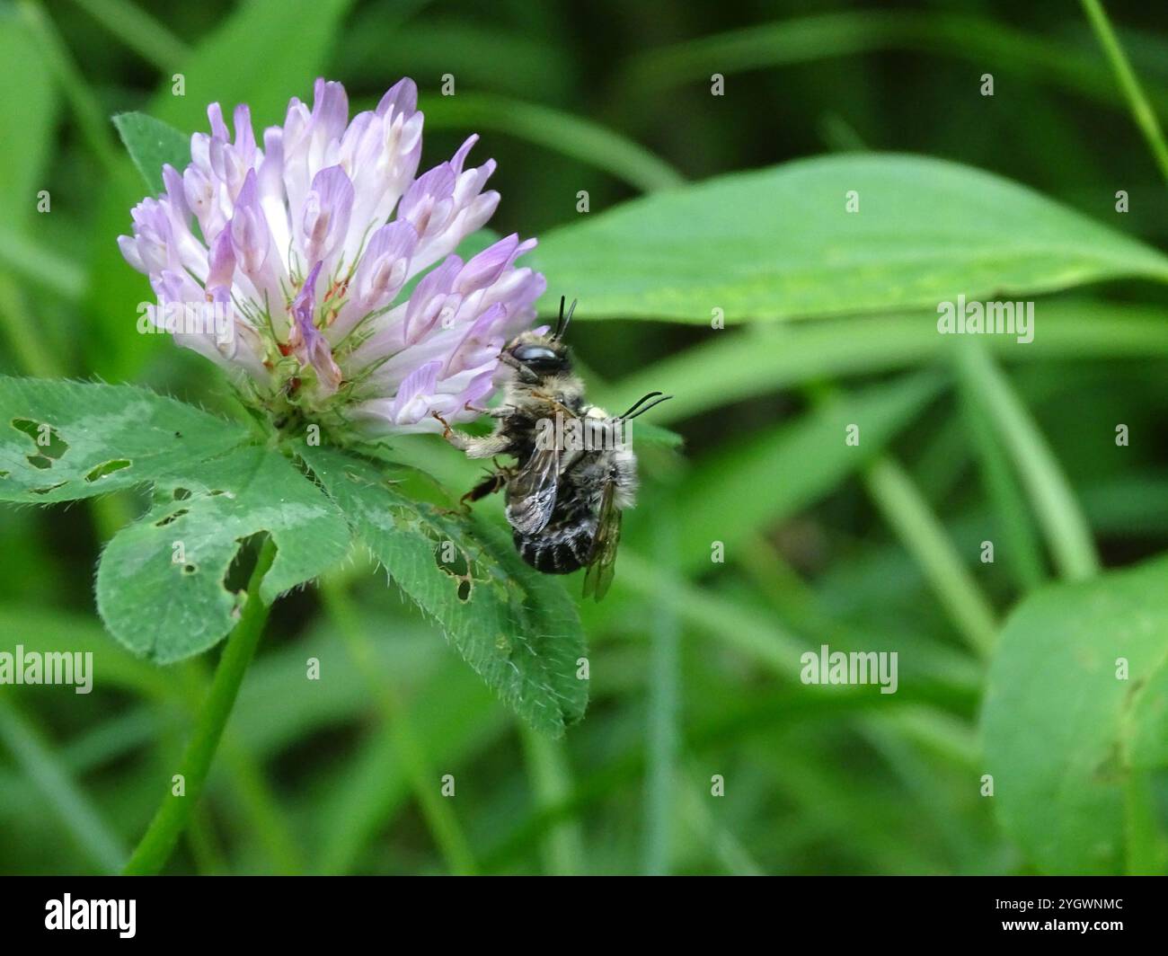 Orange-tipped Wood-digger (Anthophora terminalis Stock Photo - Alamy