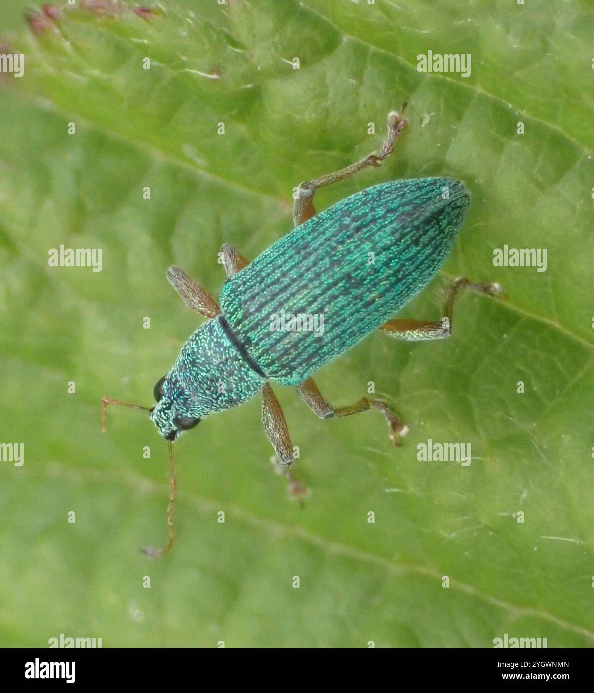 Polydrusus formosus hi-res stock photography and images - Alamy