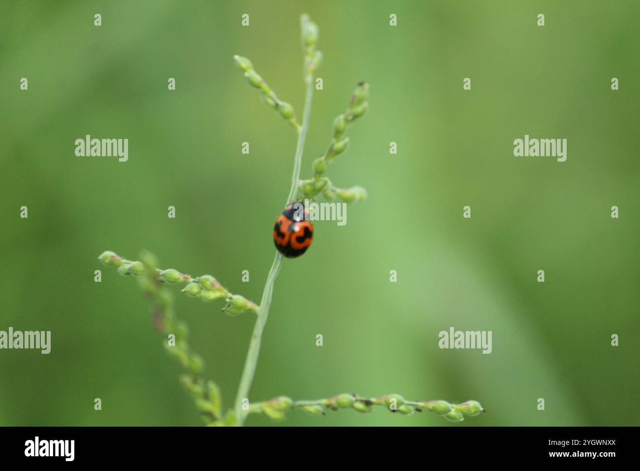 Small Transverse Ladybird Beetle (Coccinella transversalis Stock Photo ...