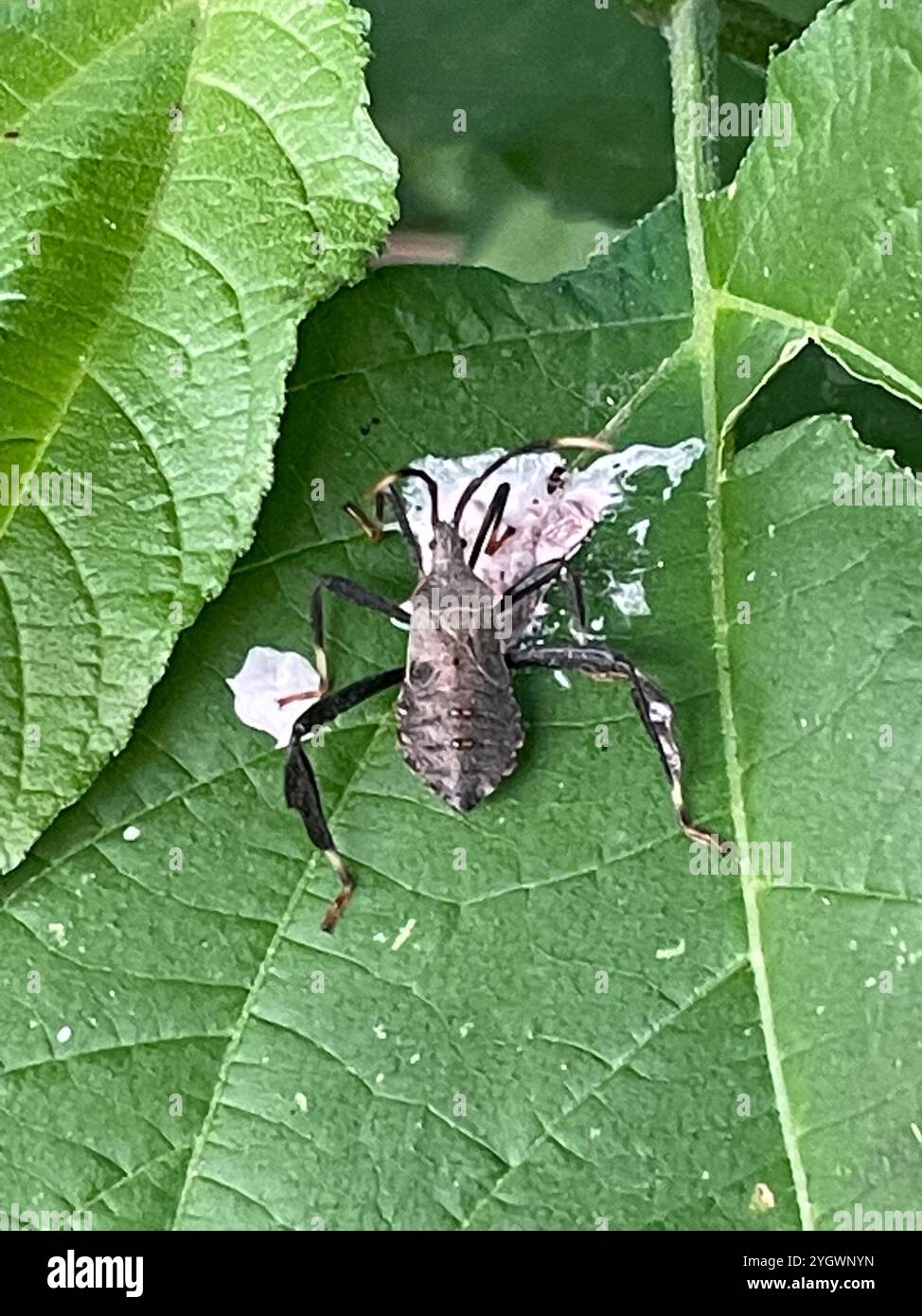 Spine-headed Bugs (Acanthocephala Stock Photo - Alamy