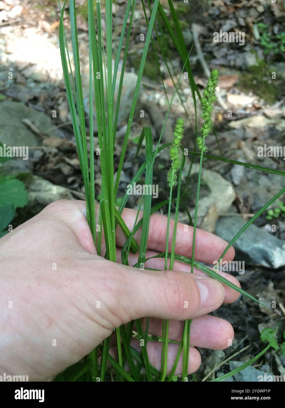 fox sedge (Carex vulpinoidea Stock Photo - Alamy