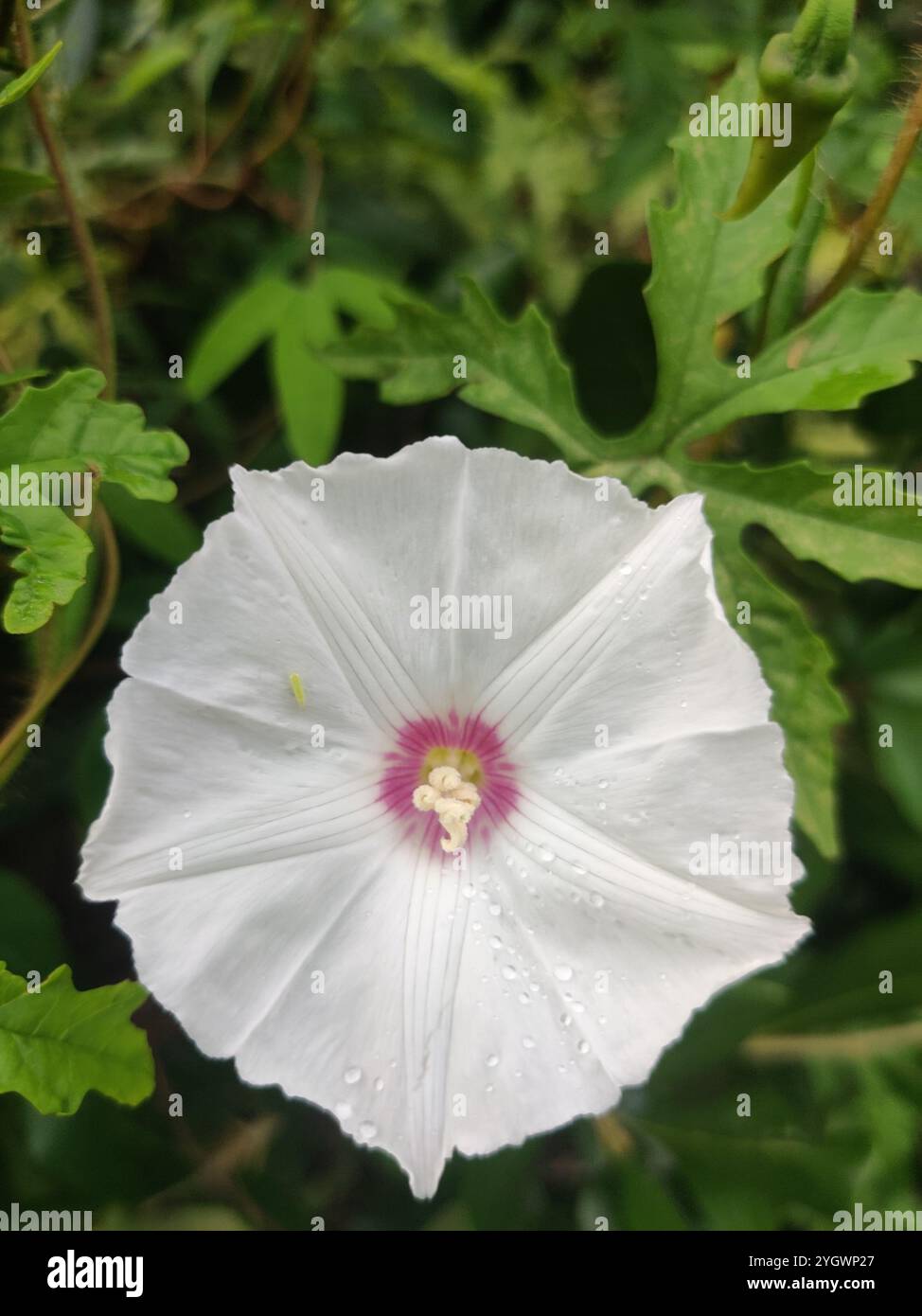 Alamo vine (Distimake dissectus Stock Photo - Alamy