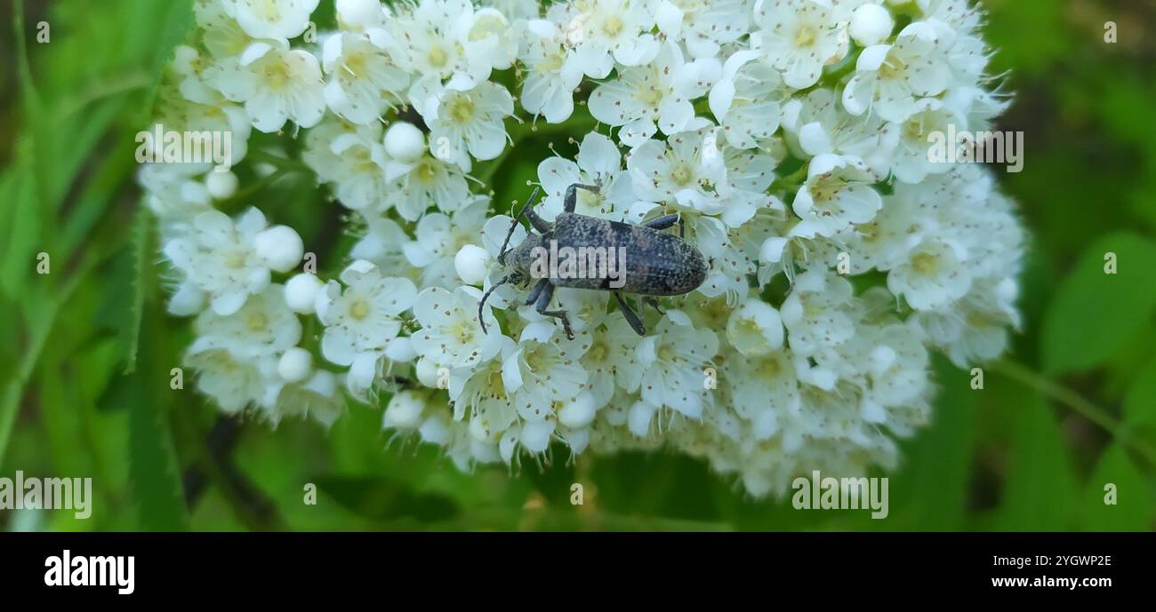 Blackspotted Longhorn Beetle (Rhagium mordax Stock Photo - Alamy