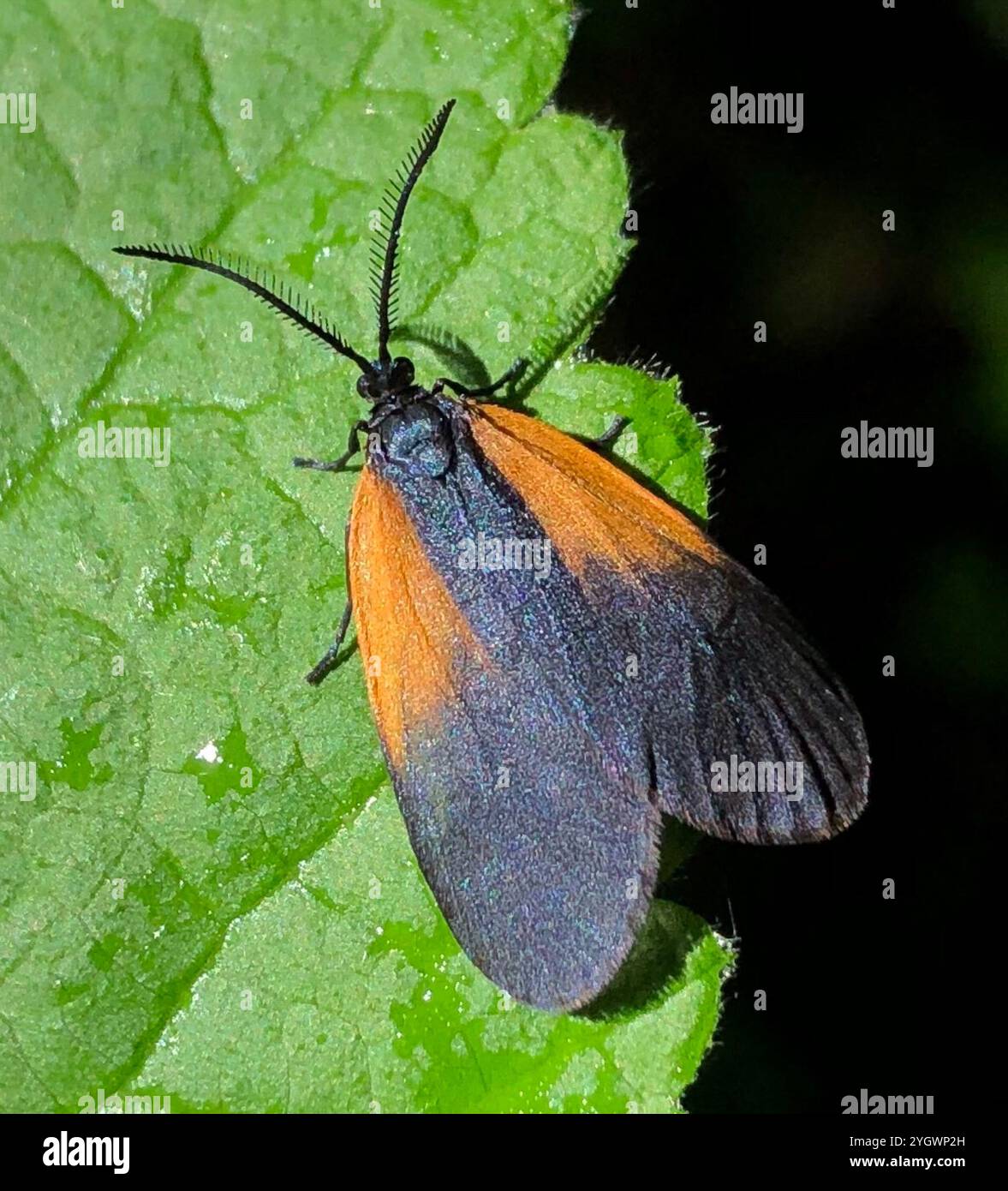 Orange-patched Smoky Moth (Pyromorpha dimidiata Stock Photo - Alamy