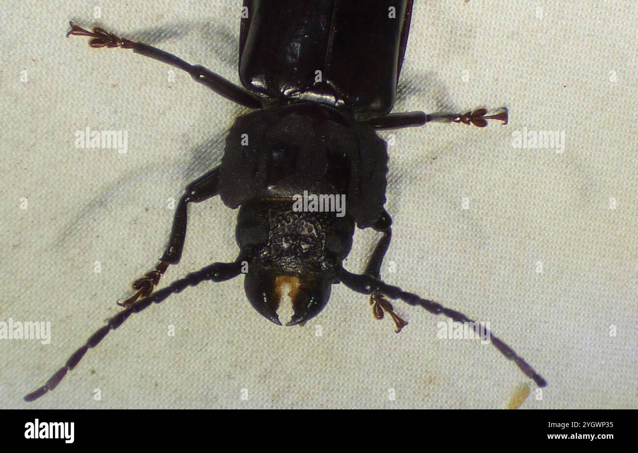 Hardwood Stump Borer (Mallodon dasystomus Stock Photo - Alamy