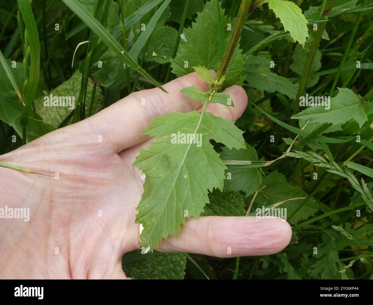 charlock (Mutarda arvensis Stock Photo - Alamy