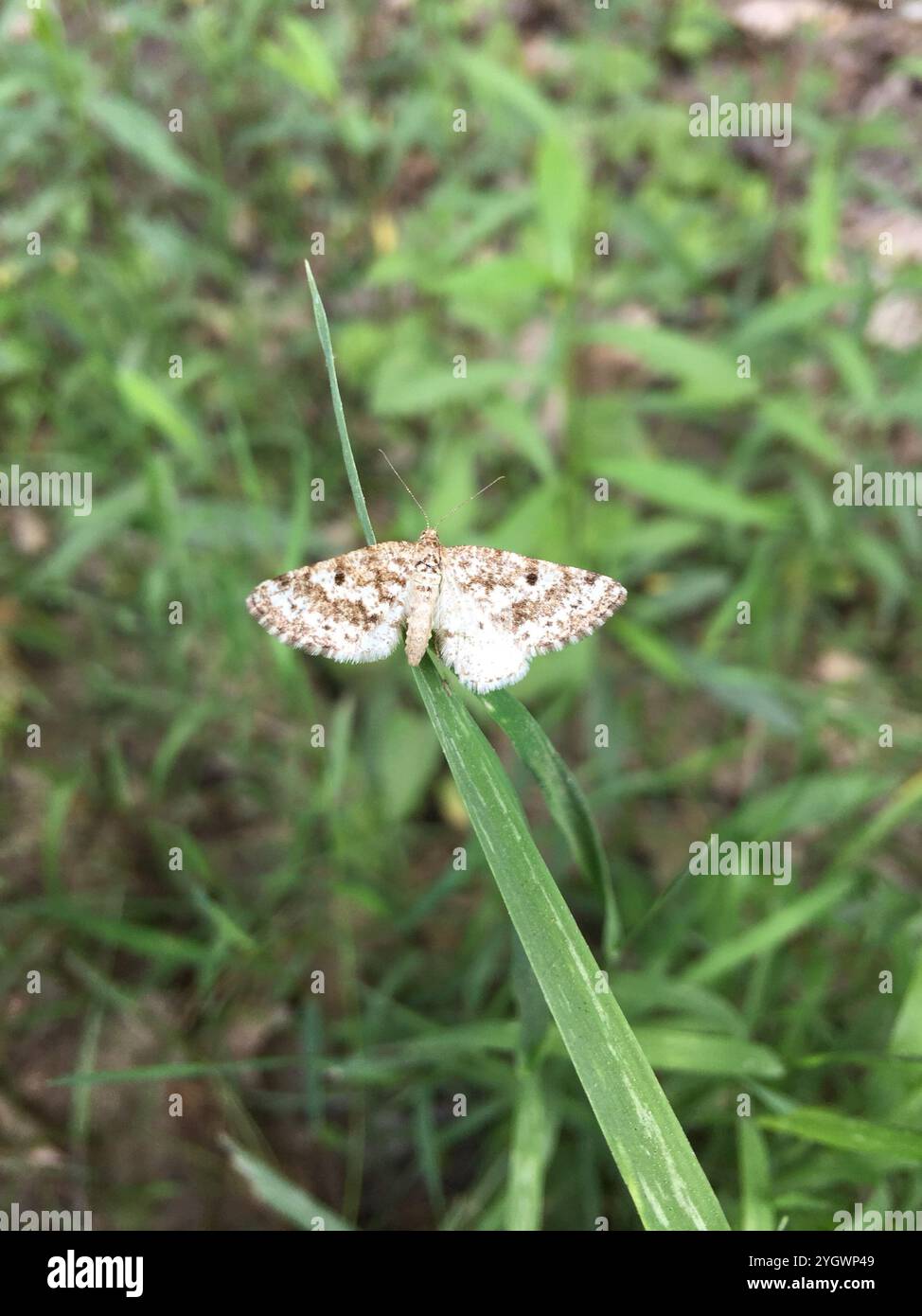 Powder Moth (Eufidonia notataria Stock Photo - Alamy