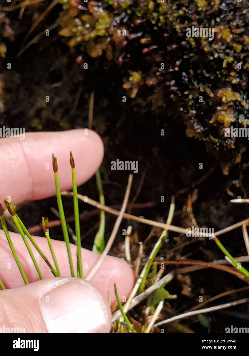 Trichophorum cespitosum hi-res stock photography and images - Alamy