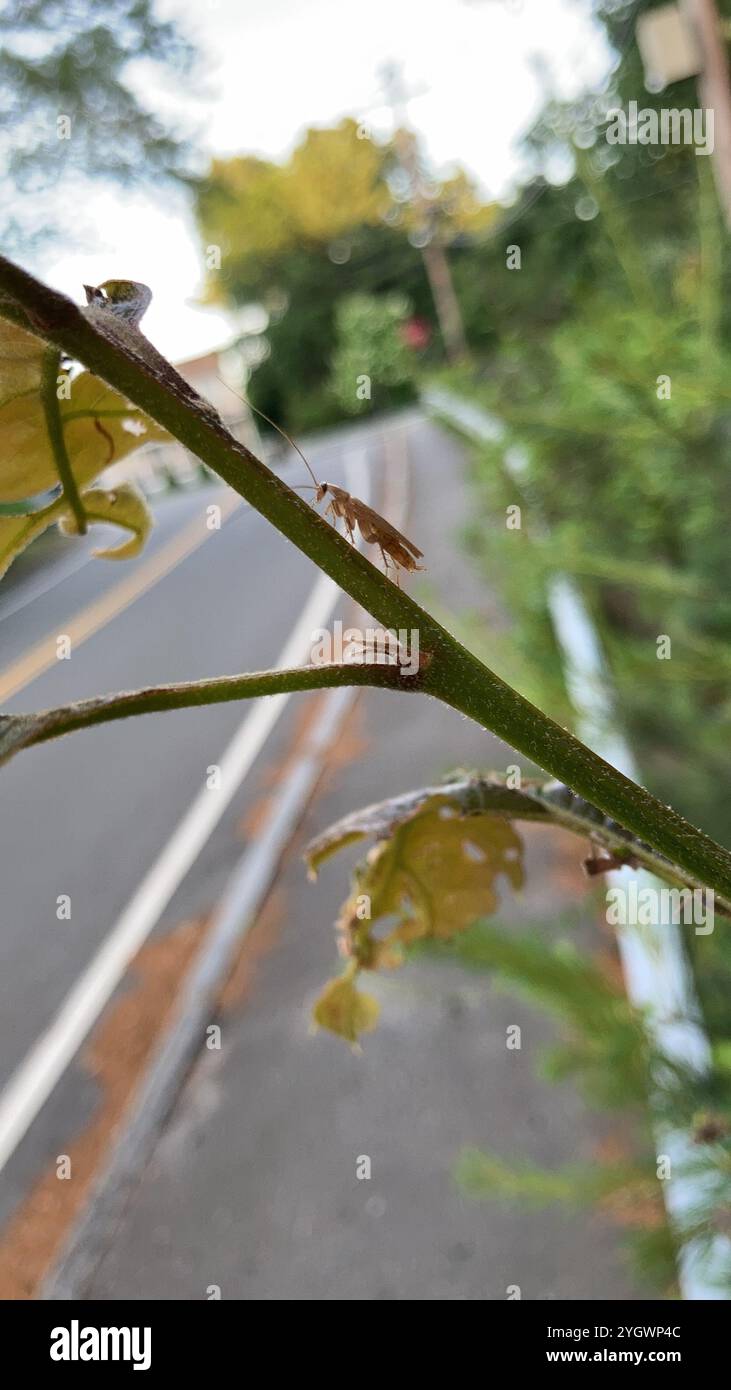 Tawny Cockroach (Ectobius pallidus Stock Photo - Alamy