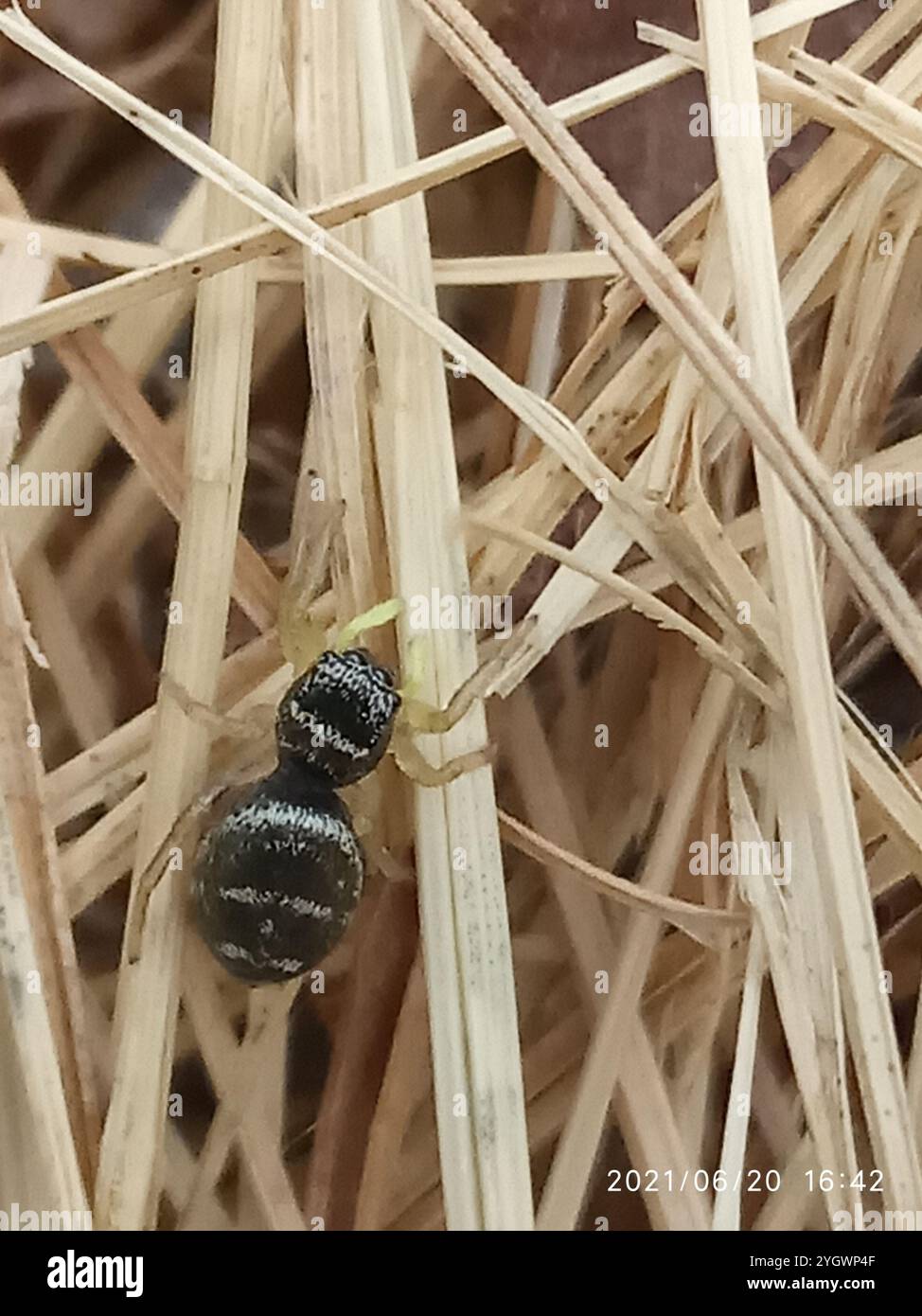 Copper sun jumper hi-res stock photography and images - Alamy