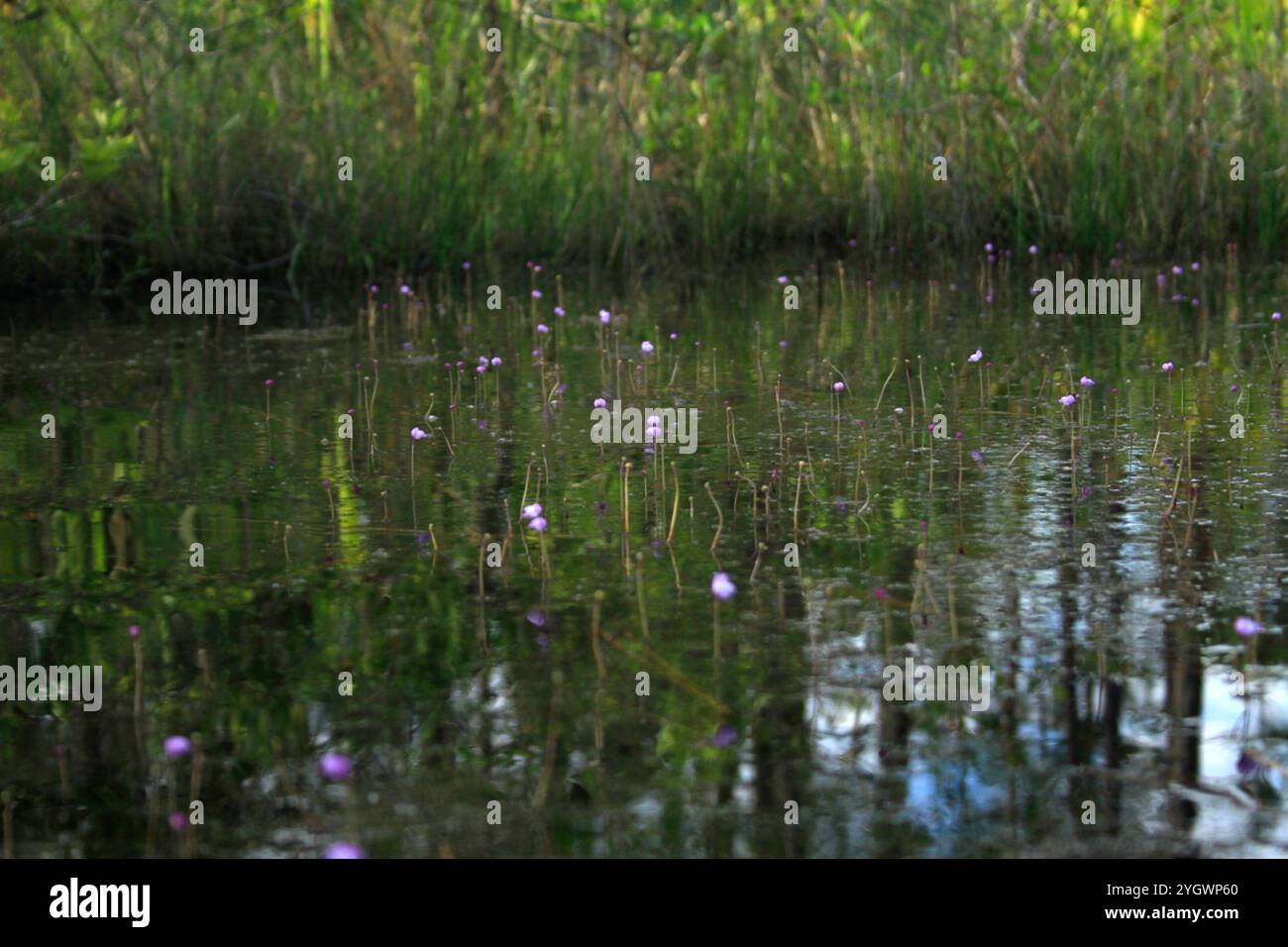 Purple Bladderwort (Utricularia purpurea Stock Photo - Alamy