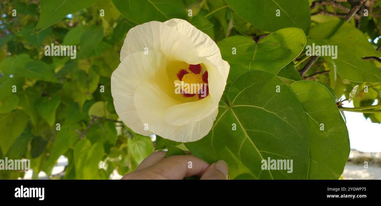 Thespesia populnea portia tree hi-res stock photography and images - Alamy