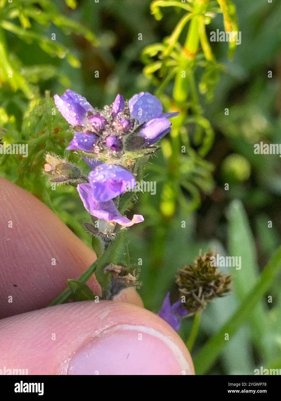 American alpine speedwell hi-res stock photography and images - Alamy