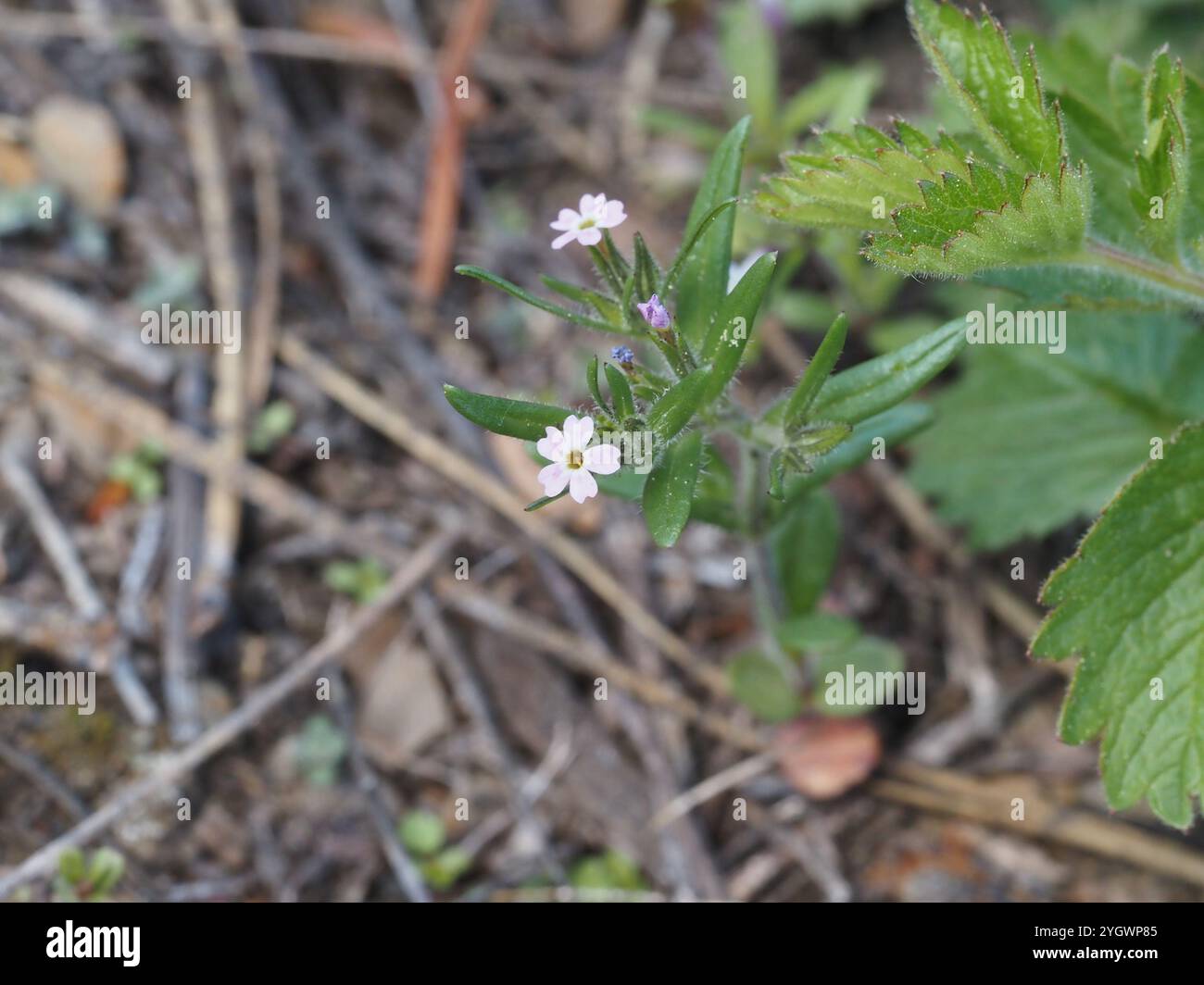 slender phlox (Microsteris gracilis Stock Photo - Alamy