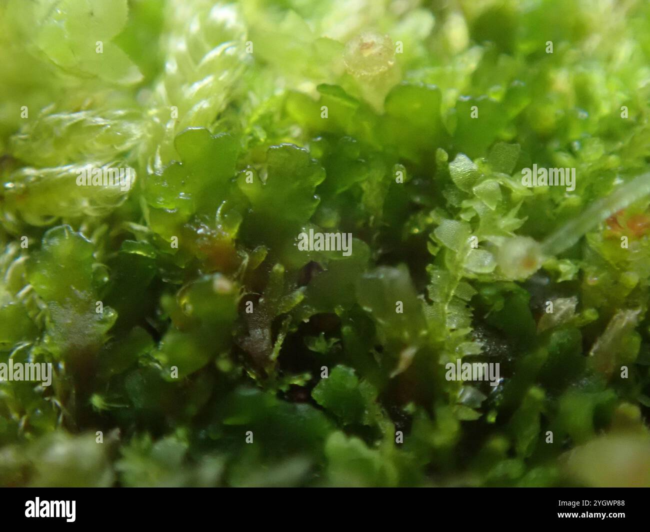 Riccardia latifrons hi-res stock photography and images - Alamy