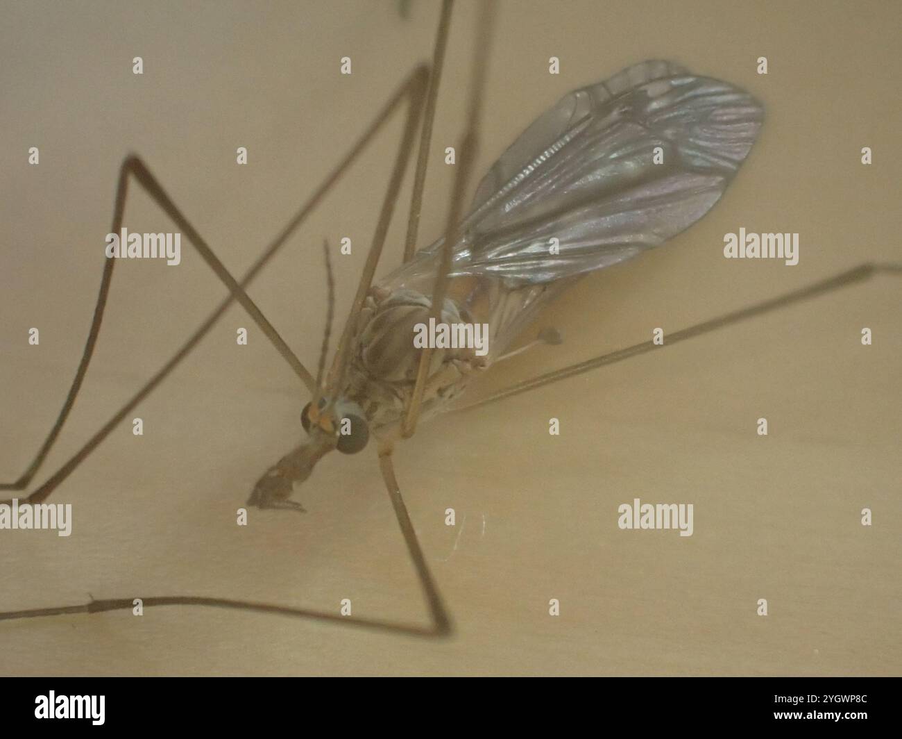 European Crane Fly (Tipula paludosa Stock Photo - Alamy