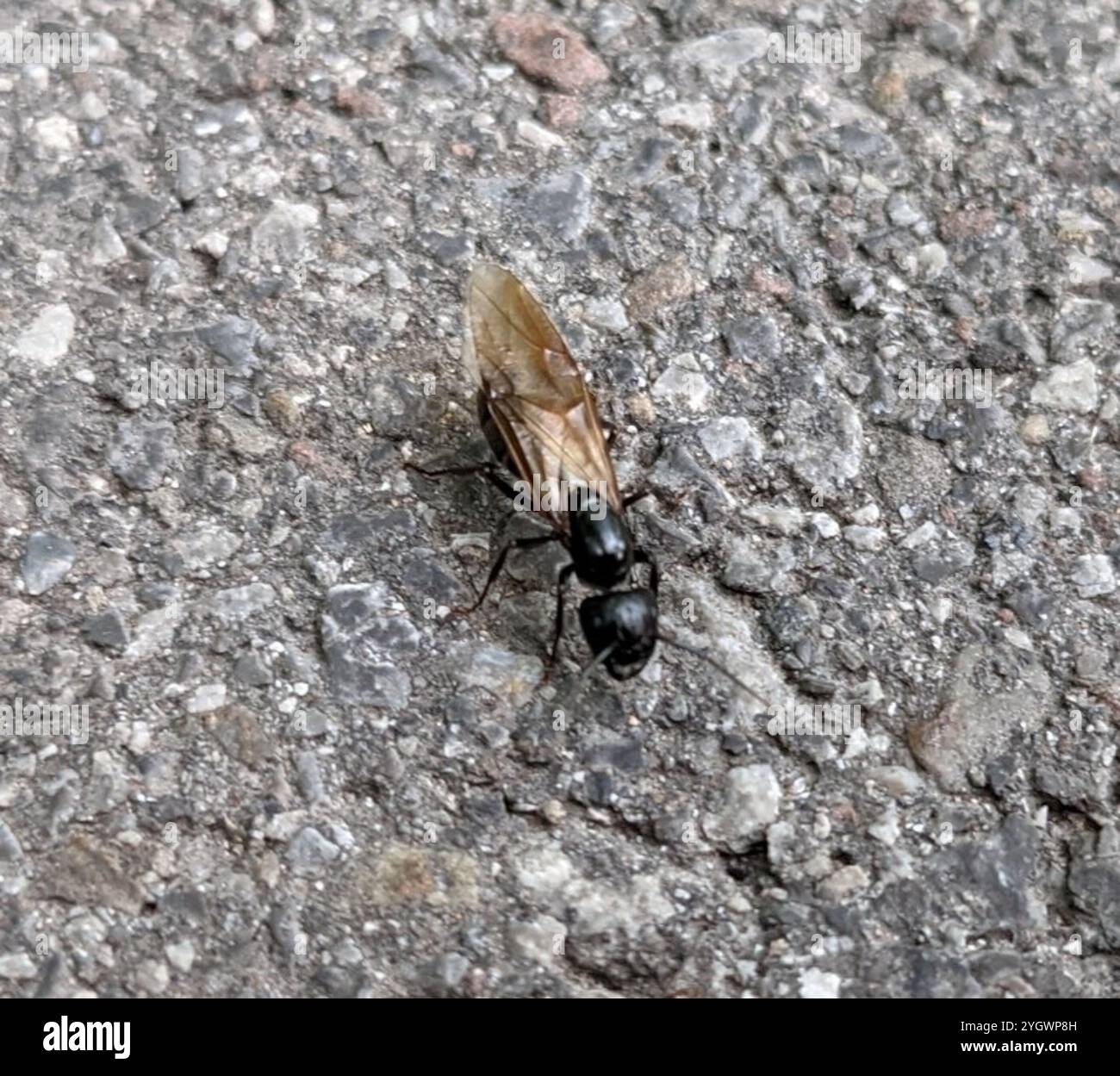 Eastern black carpenter ant hi-res stock photography and images - Alamy