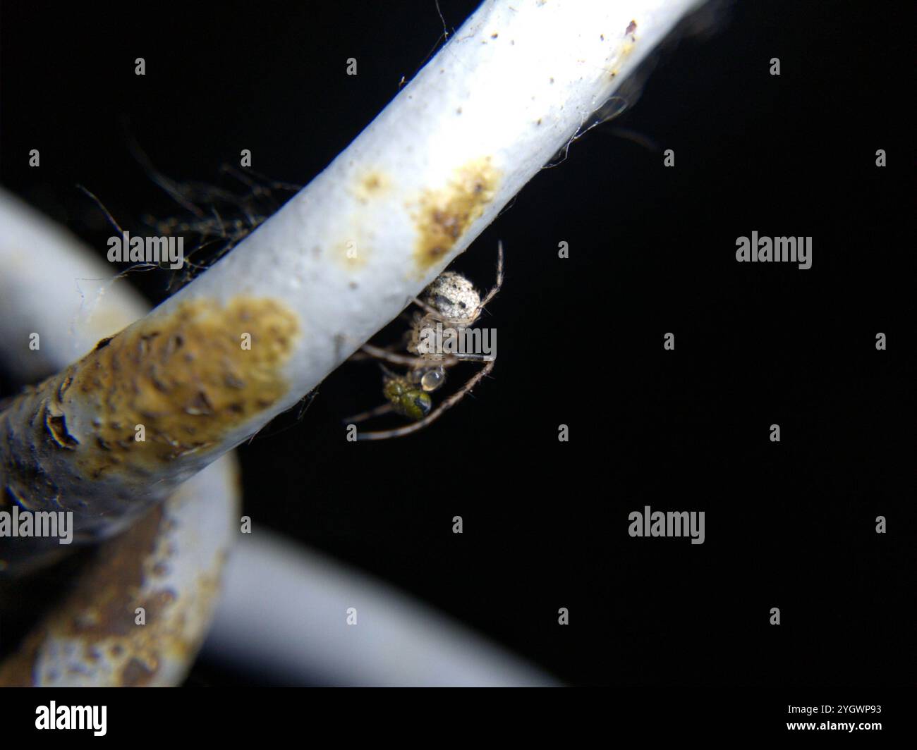 Pirate Spiders (Mimetidae Stock Photo - Alamy