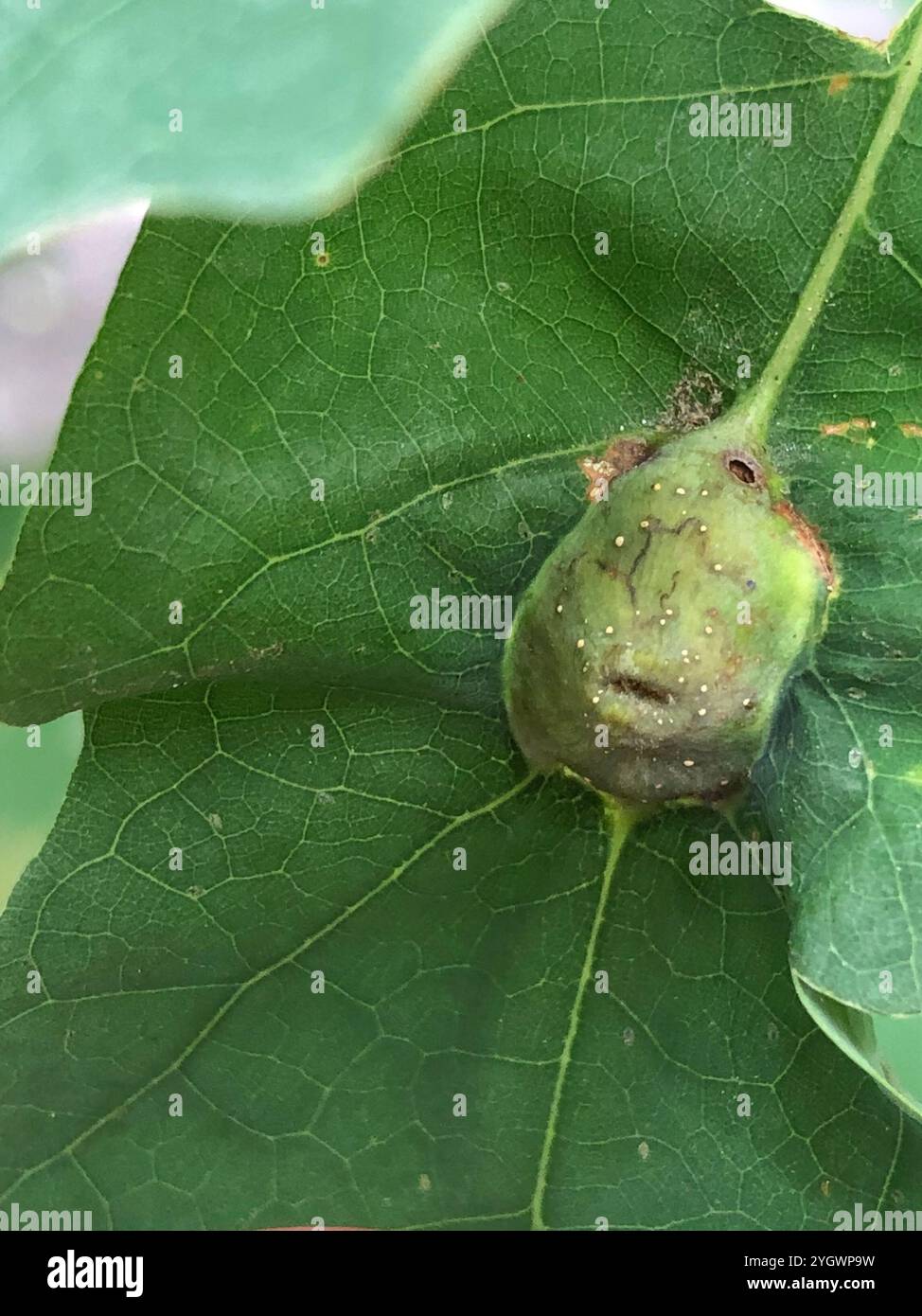 Oak Petiole Gall Wasp (Andricus quercuspetiolicola Stock Photo - Alamy