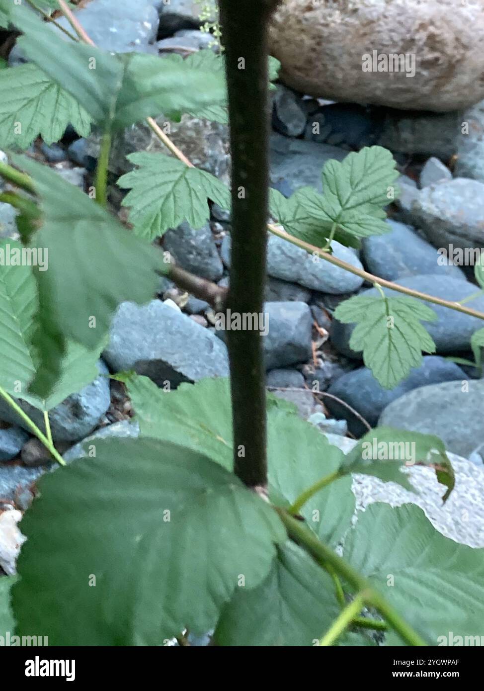 Red Alder (Alnus rubra Stock Photo - Alamy