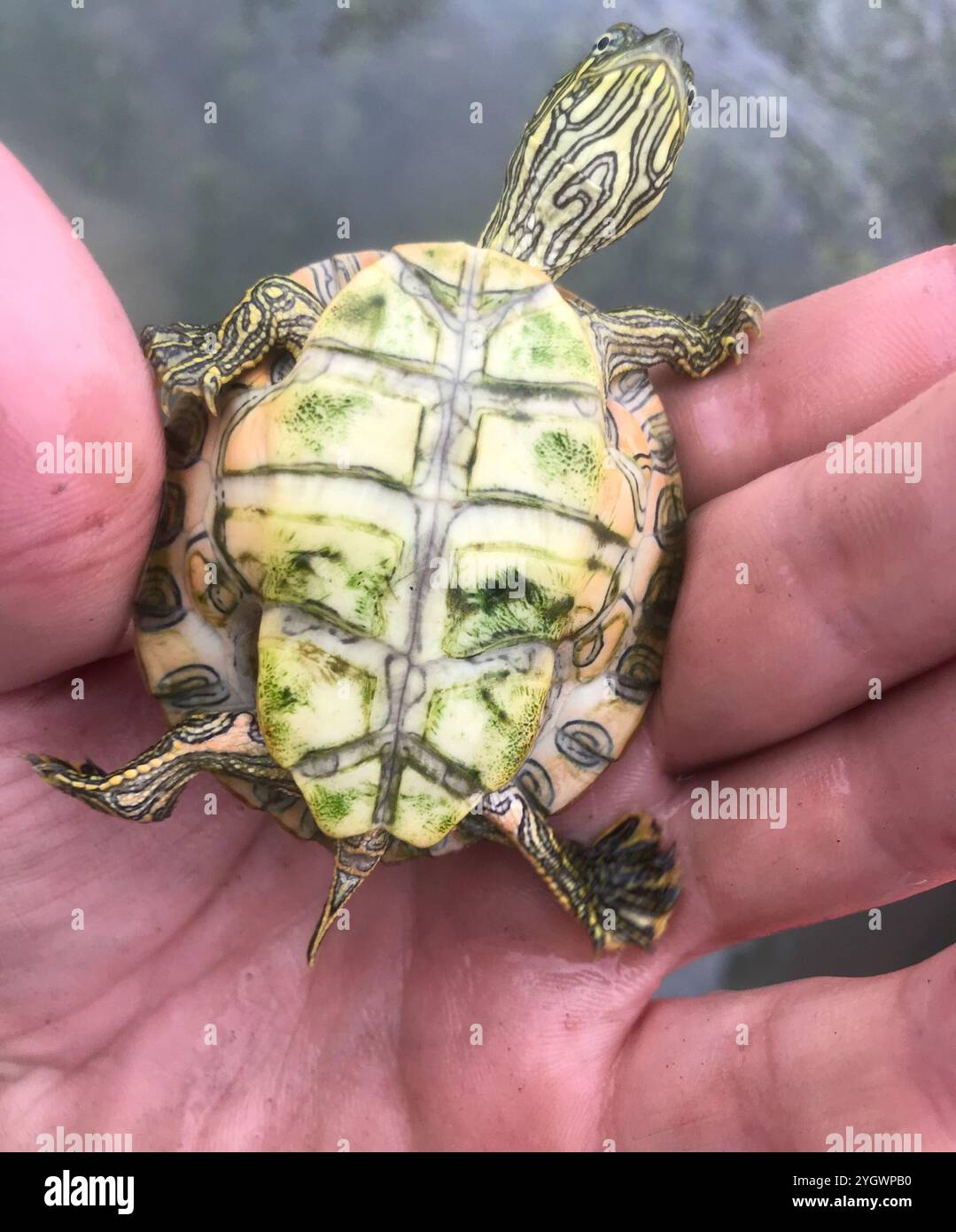Texas Cooter (Pseudemys texana Stock Photo - Alamy