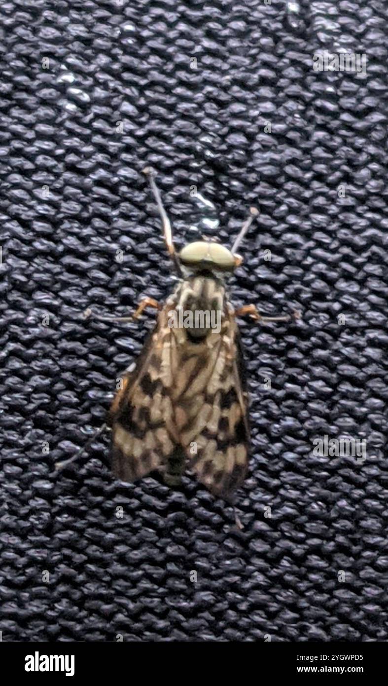 Lesser Variegated Snipe Fly (Rhagio punctipennis Stock Photo - Alamy