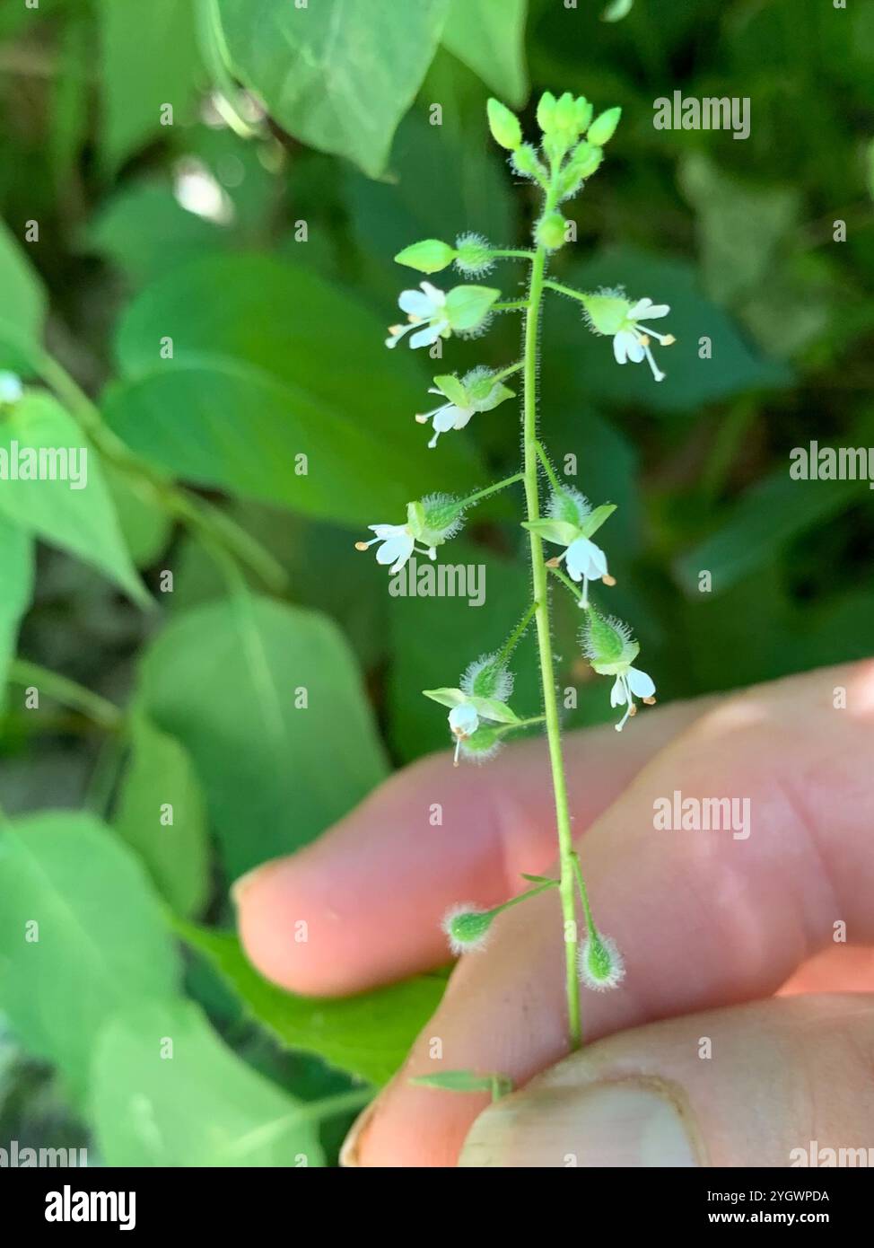 broadleaf enchanter's nightshade (Circaea canadensis Stock Photo - Alamy