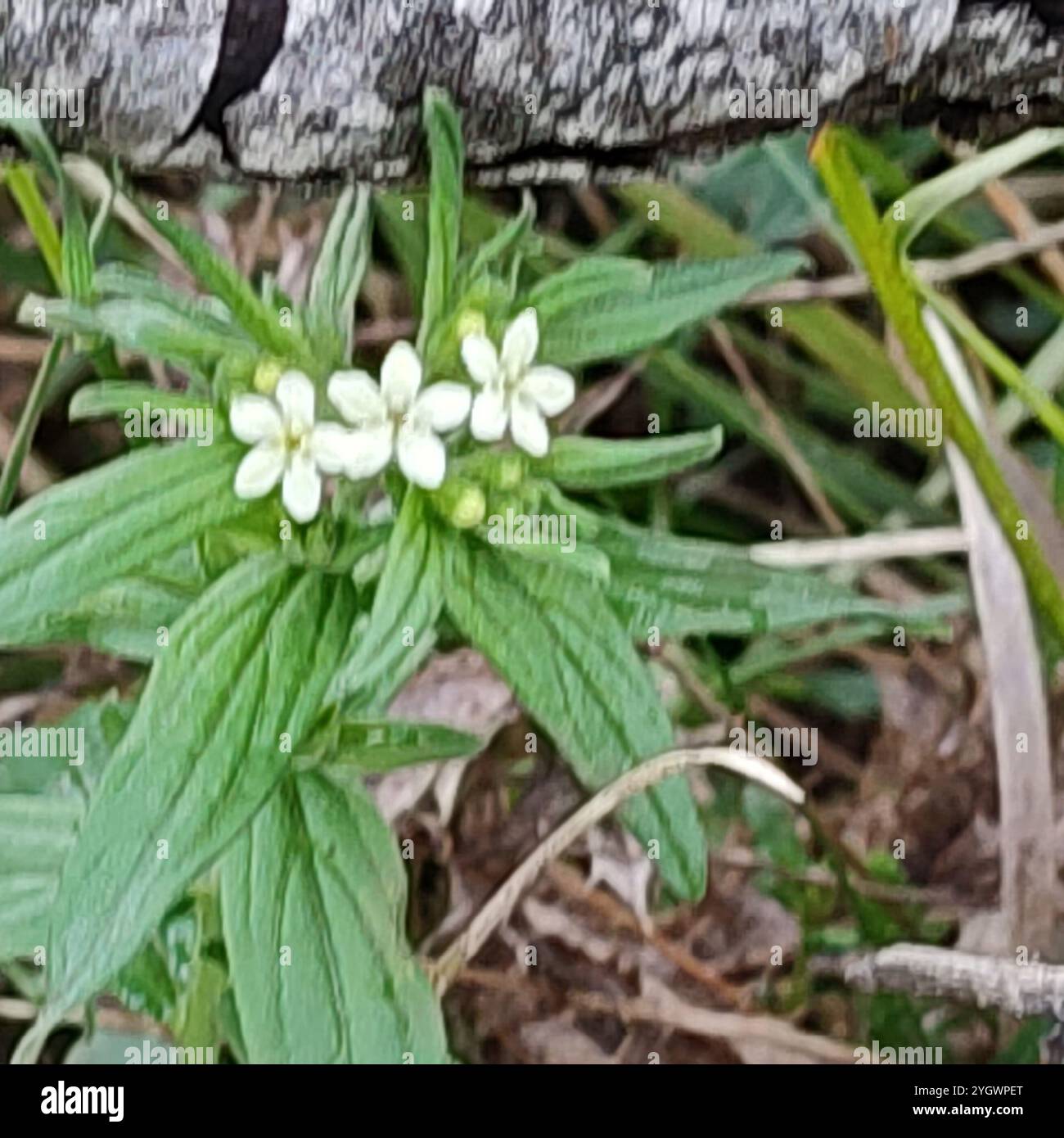 Common Gromwell (Lithospermum officinale Stock Photo - Alamy