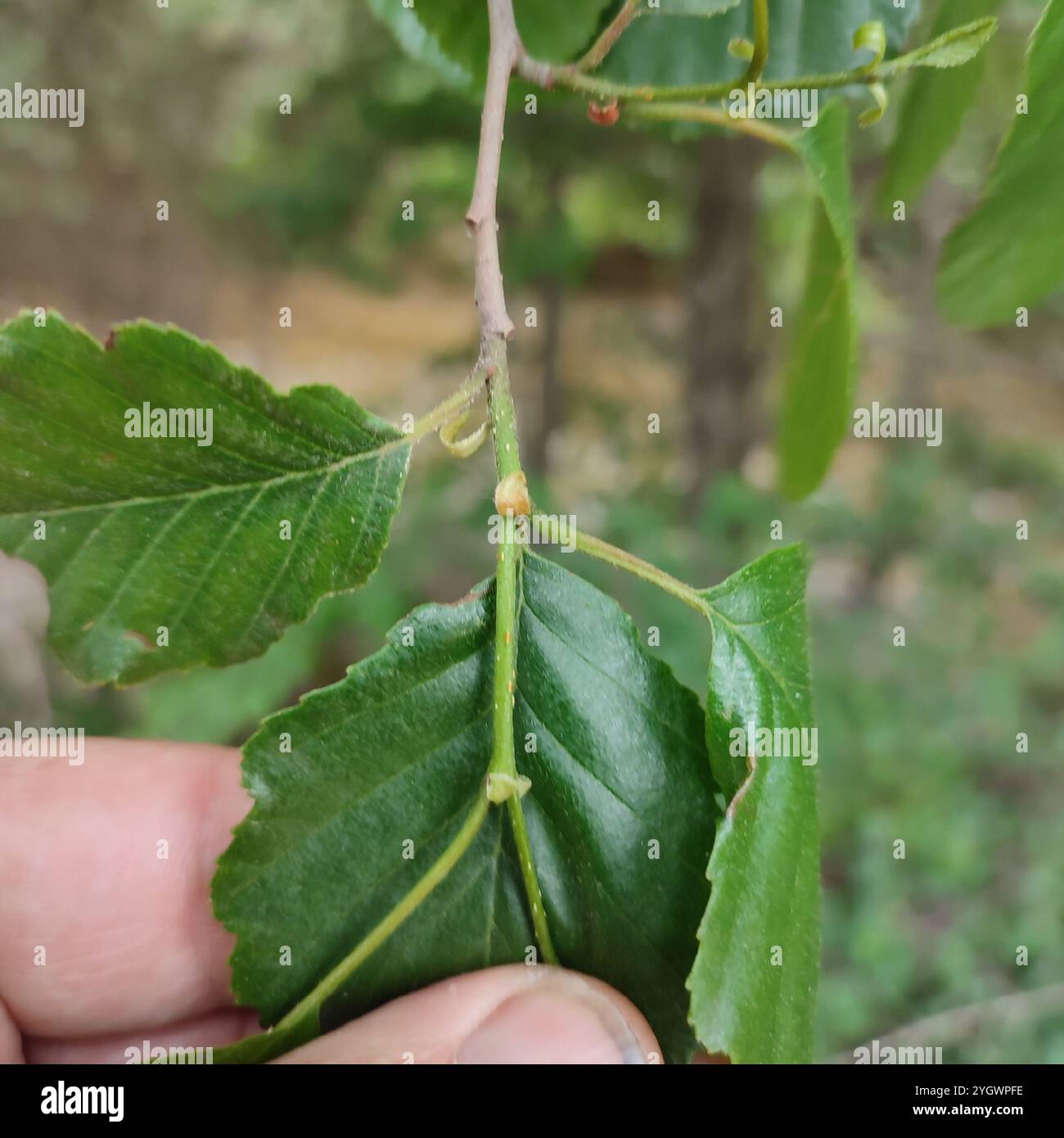 common alder (Alnus glutinosa Stock Photo - Alamy