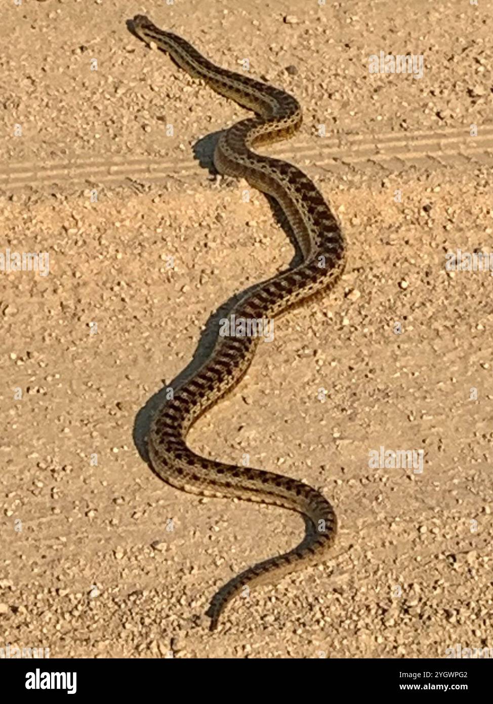 San Diego Gopher Snake (Pituophis catenifer annectens Stock Photo - Alamy