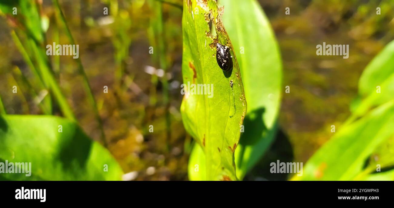 Oxyloma elegans hi-res stock photography and images - Alamy