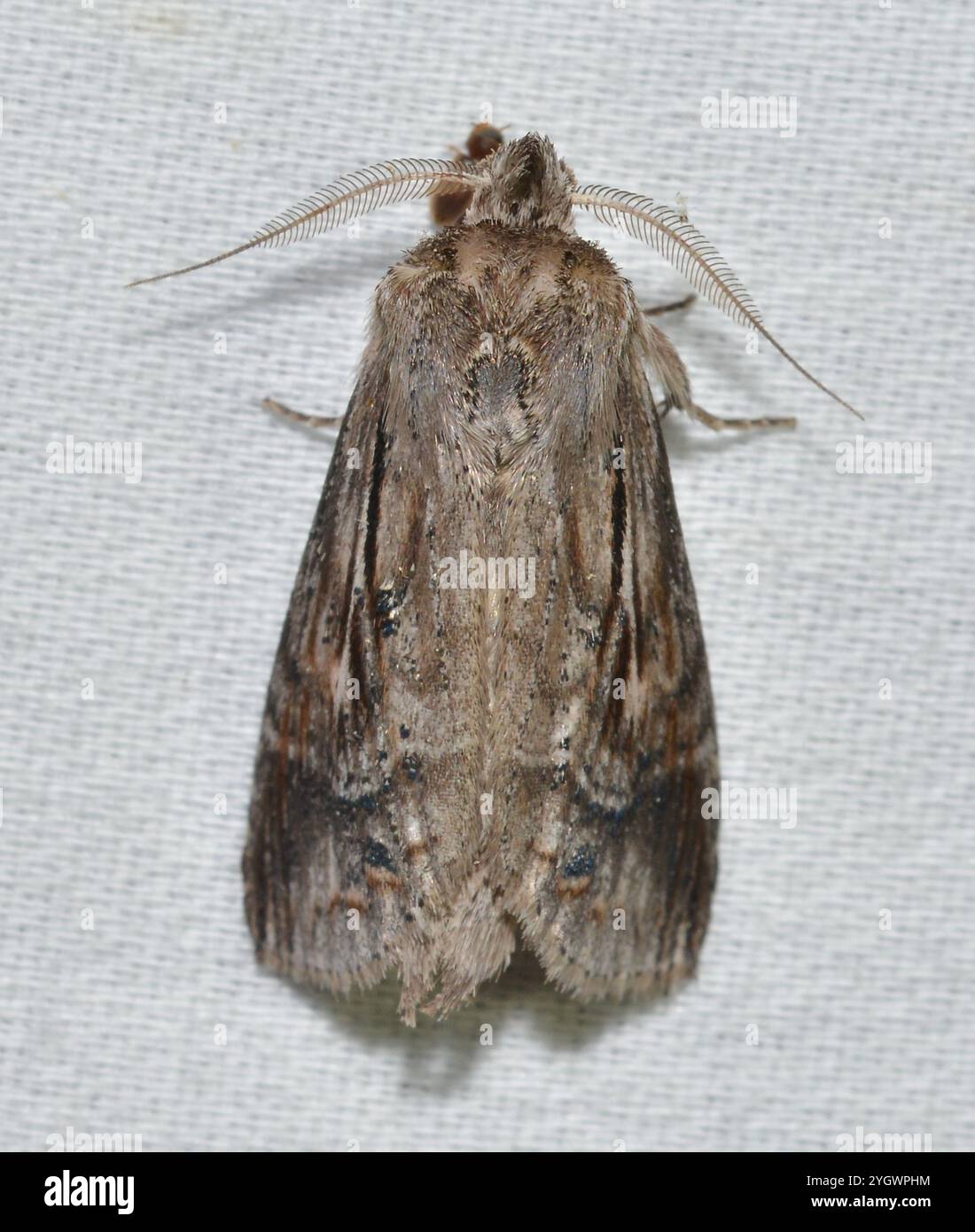 Black-spotted Prominent (Dasylophia anguina Stock Photo - Alamy