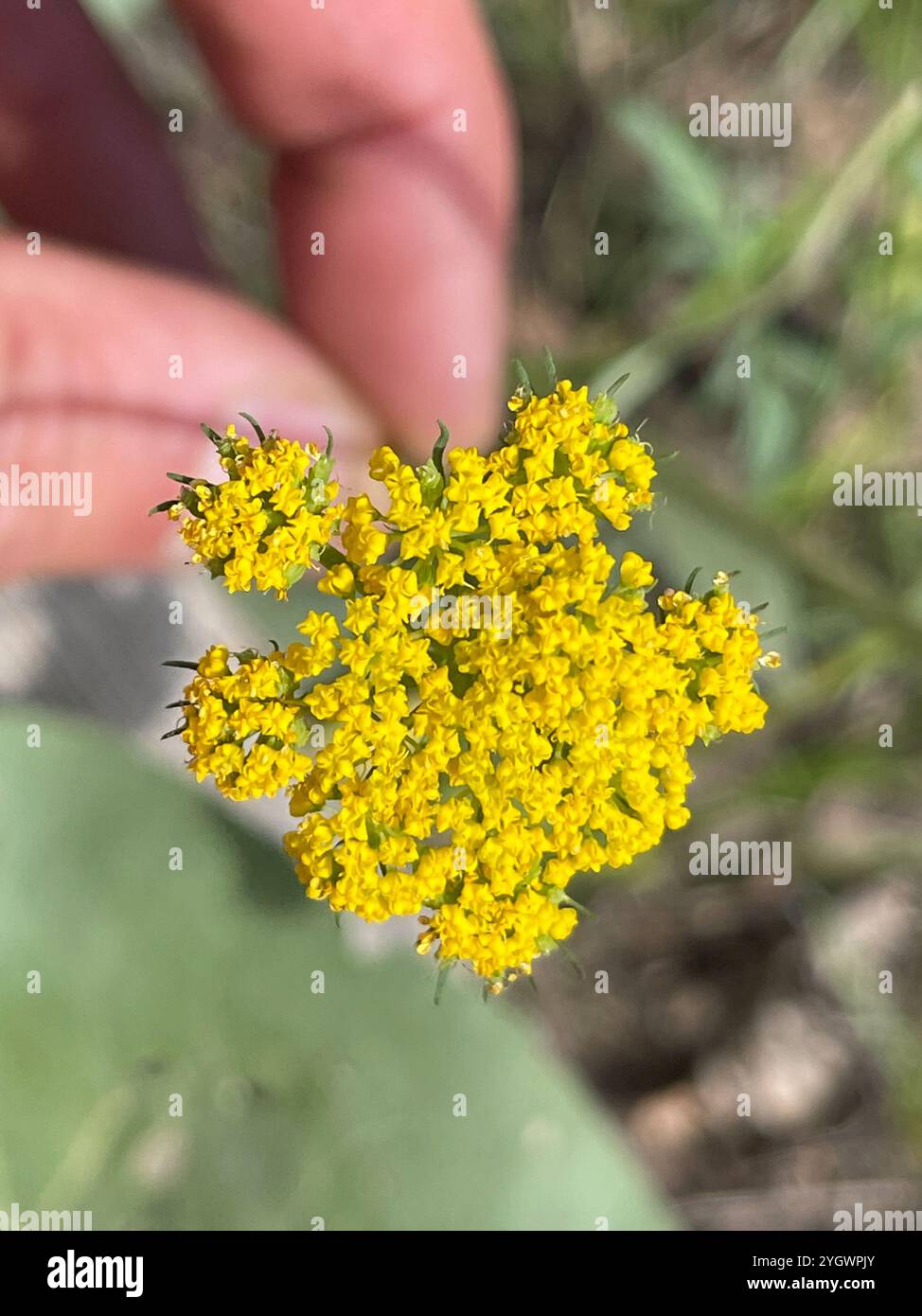 Alpine False Springparsley (Cymopterus lemmonii Stock Photo - Alamy