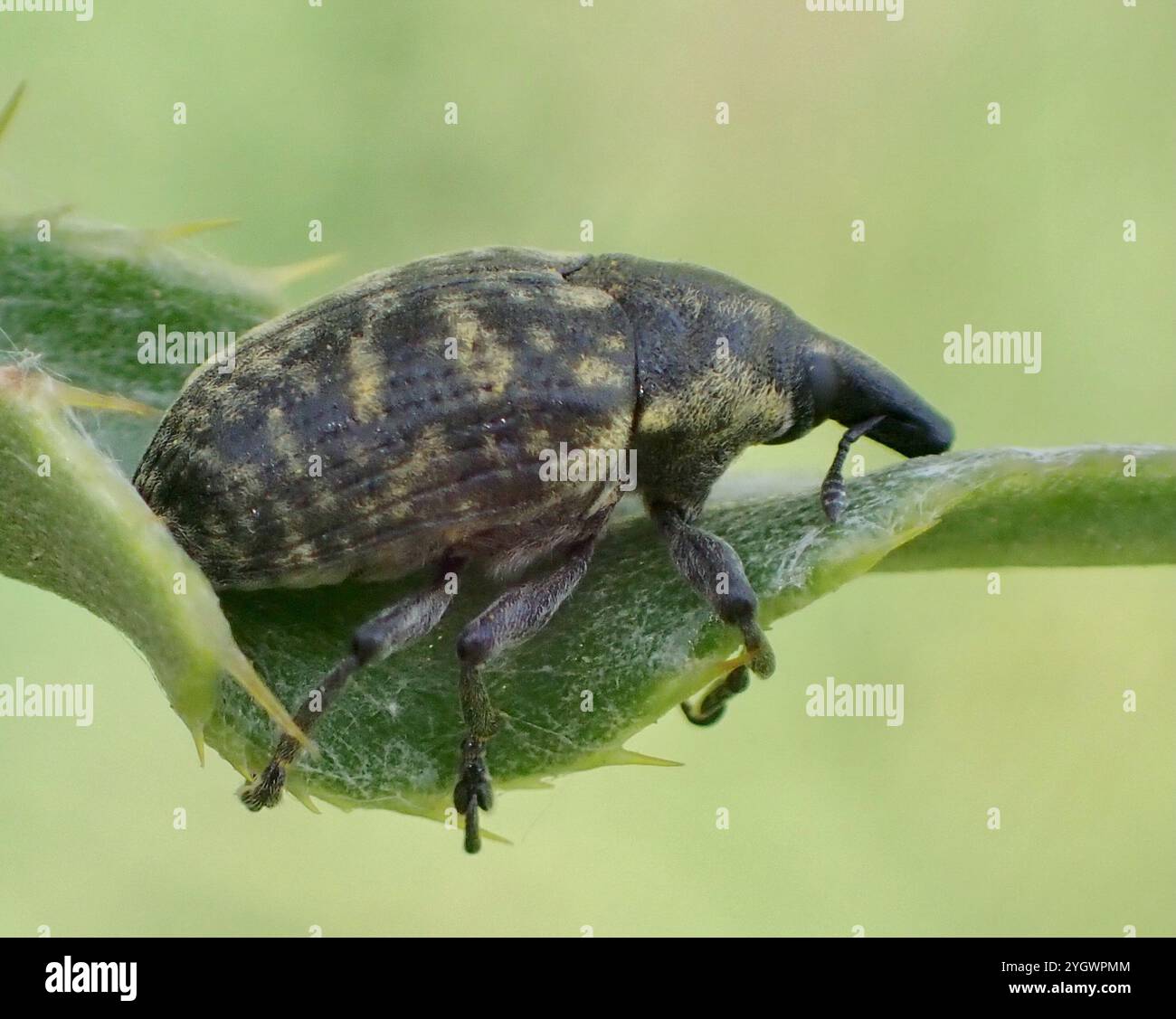 Turbine Cylindrical Weevil (Larinus turbinatus Stock Photo - Alamy